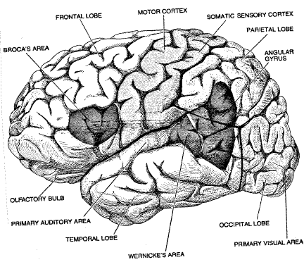 Sections Of The Brain