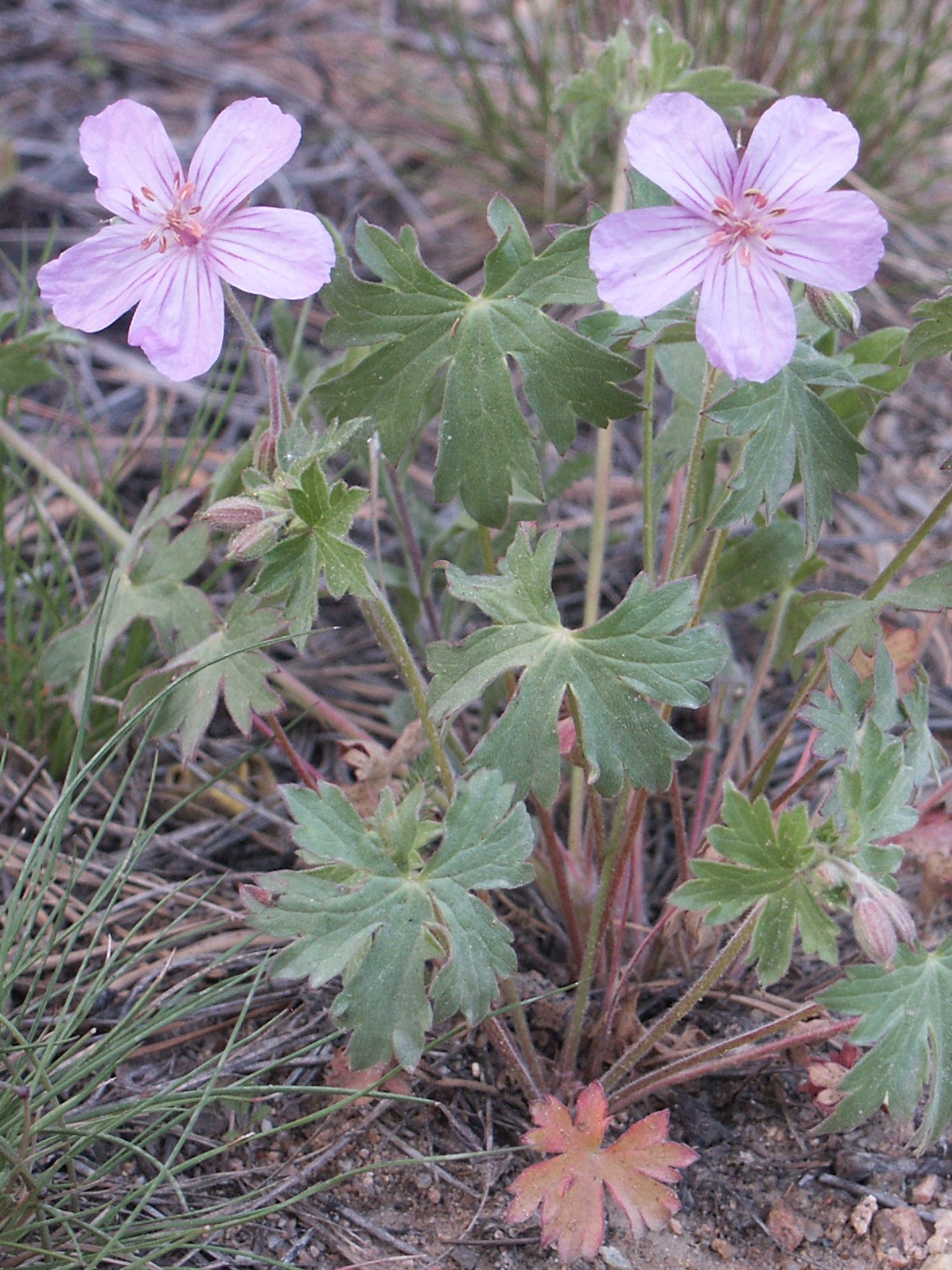 Wild Geranium