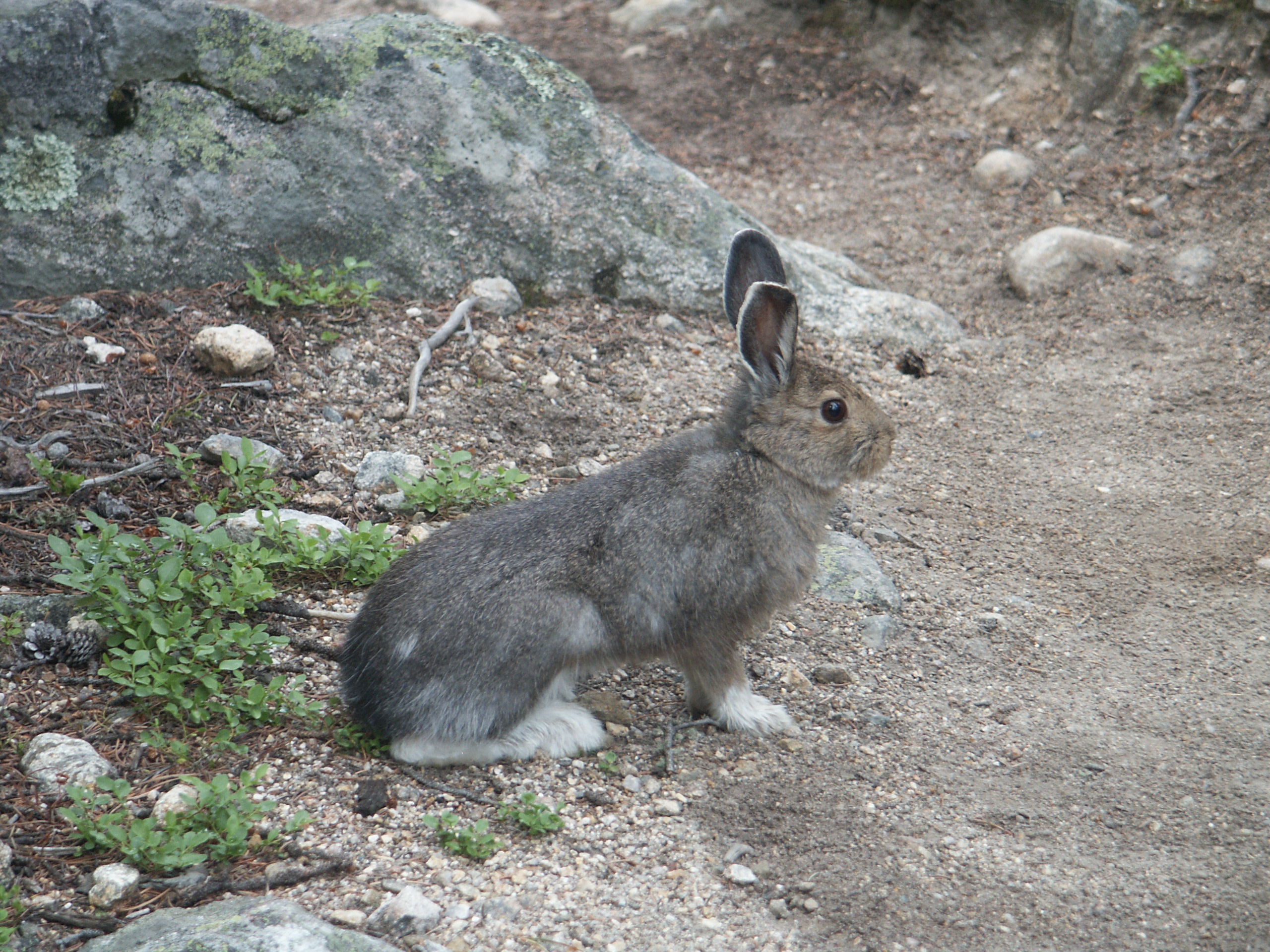 Snowshoe Rabbit In The Taiga